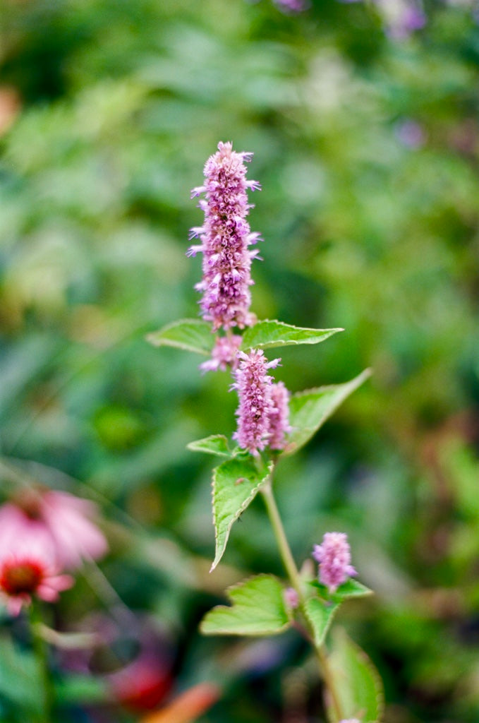 anise hyssop tincture – Kestrel Herb Farm